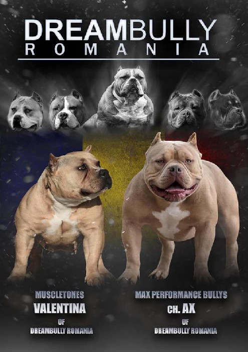 O Coffeym :: www.murphysbullies.com